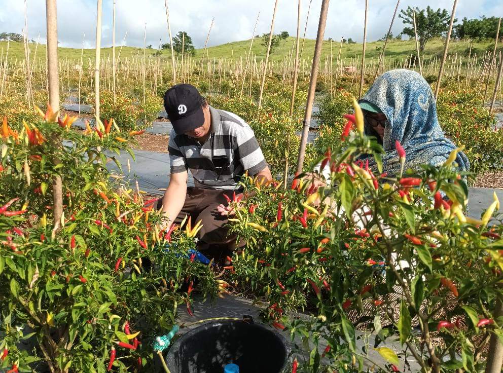 Pemdes Kahuku Sukses Aplikasikan Kebun Cabe Rawit Dari Program Ketahan ...